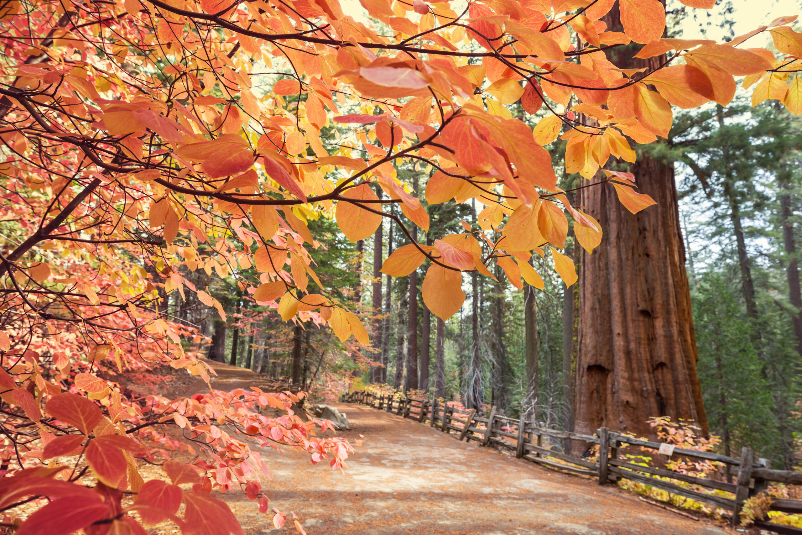Bay Area Events | November 2024 - Carolyn Bird Bay Area Events | November 2024 - Carolyn Bird